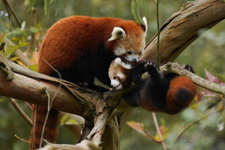 Red pand-aahs: Whipsnade Zoo's red panda cub begins exploring outdoors