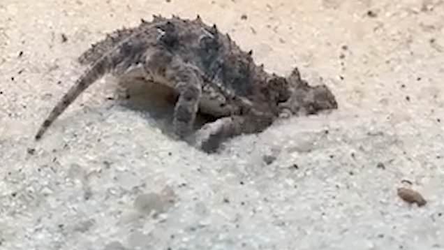 Adorable baby lizard buries itself in the sand