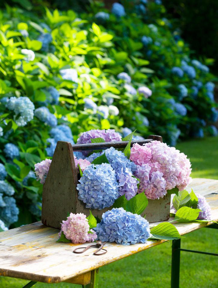 The Best Time Of Day To Cut Flowers, According To Experts