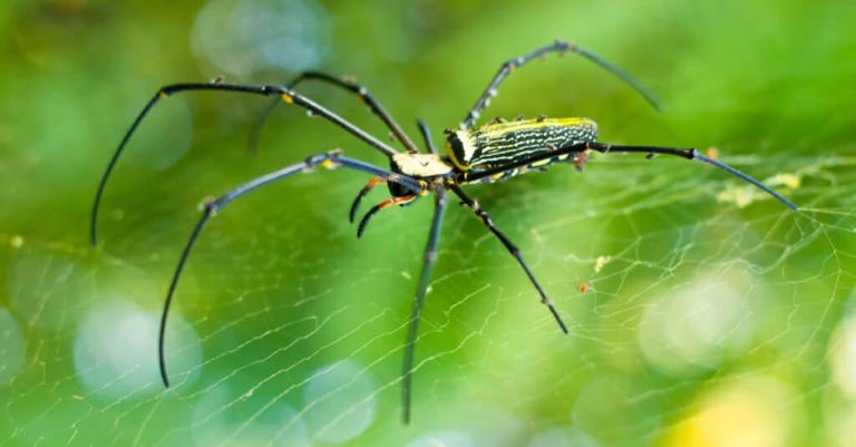 Are Orb Weaver Spiders Venomous or Dangerous?