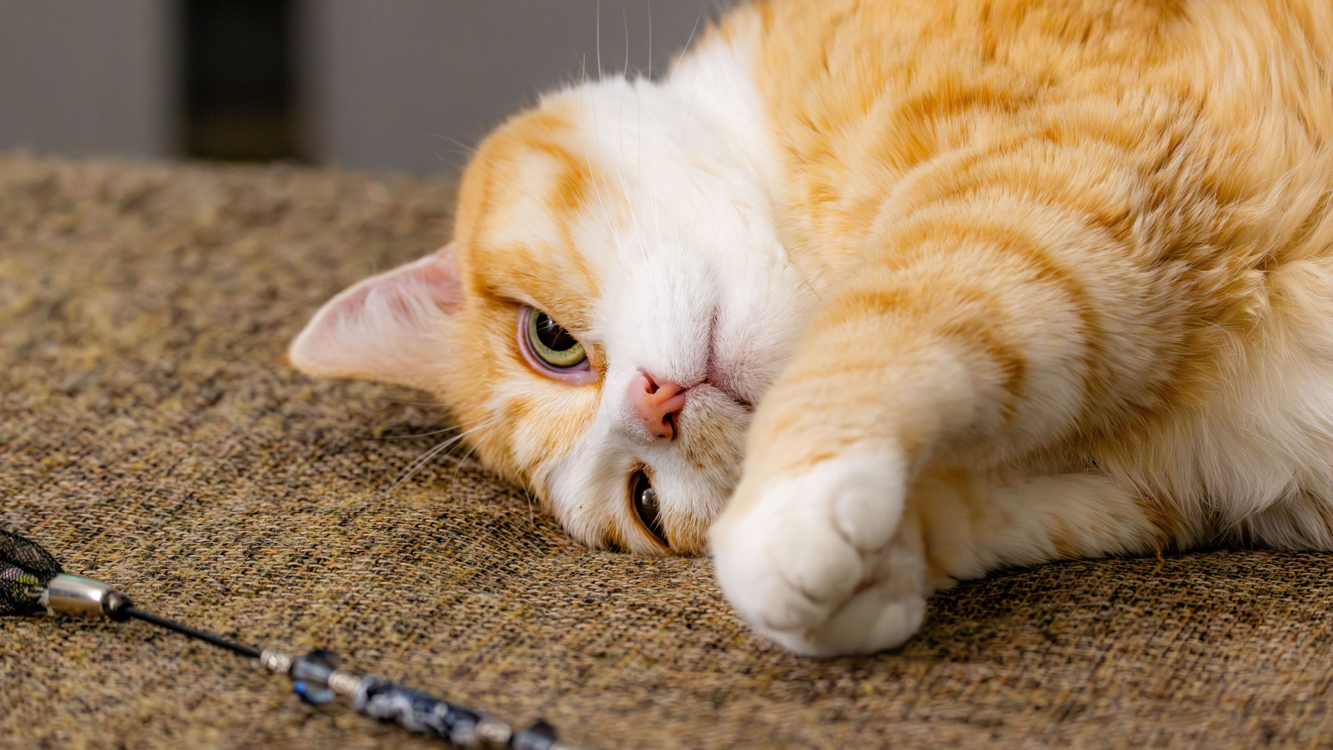 Why Cats Roll On The Ground To Greet You