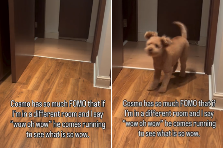 Internet in Hysterics at What Poodle With the Worst ‘FOMO’ Ever Does