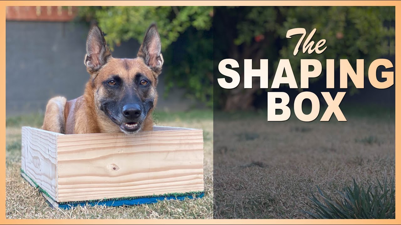 The Shaping Box Method: Sharpen Your Dog’s Heel, Sit-Front, and Stand ...