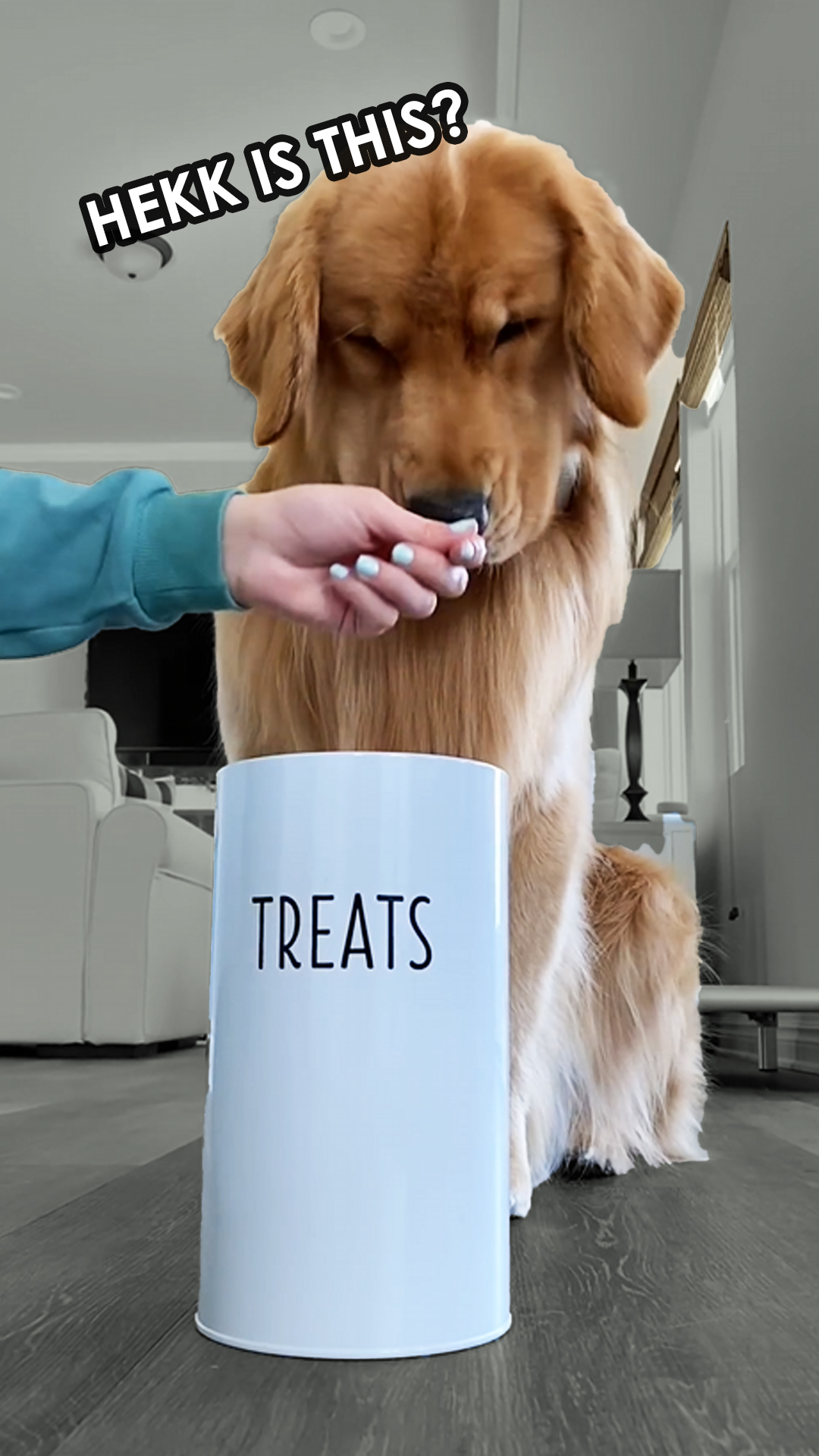 Testing My Dog With Invisible Snacks