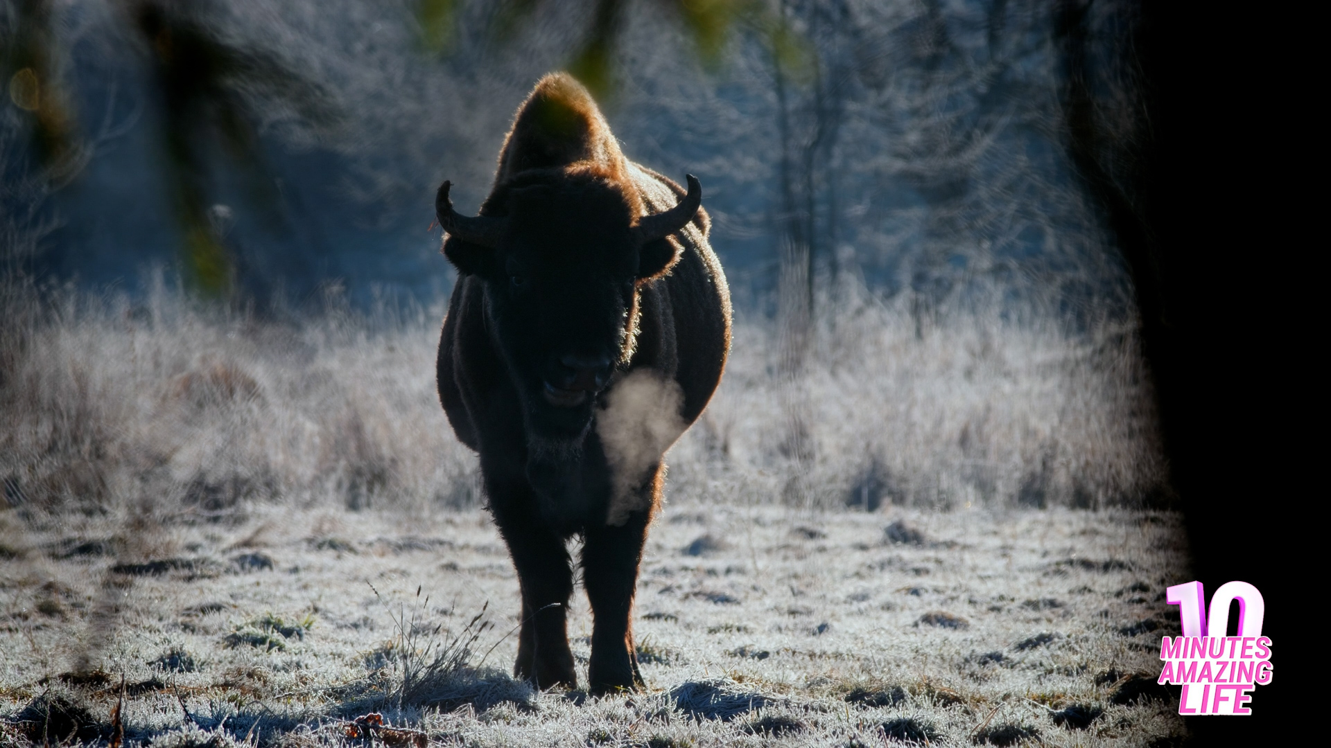 European Bison in the Morning Frost