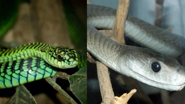 Boomslang vs Black Mamba: Understanding the key differences between two ...