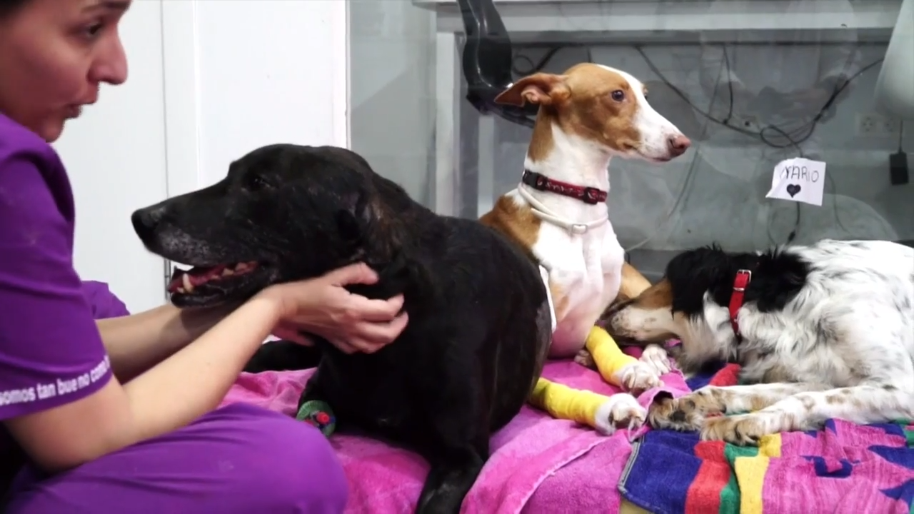 The Heartbreaking Recovery of Amy, the Dog Shot and Left for Dead by ...