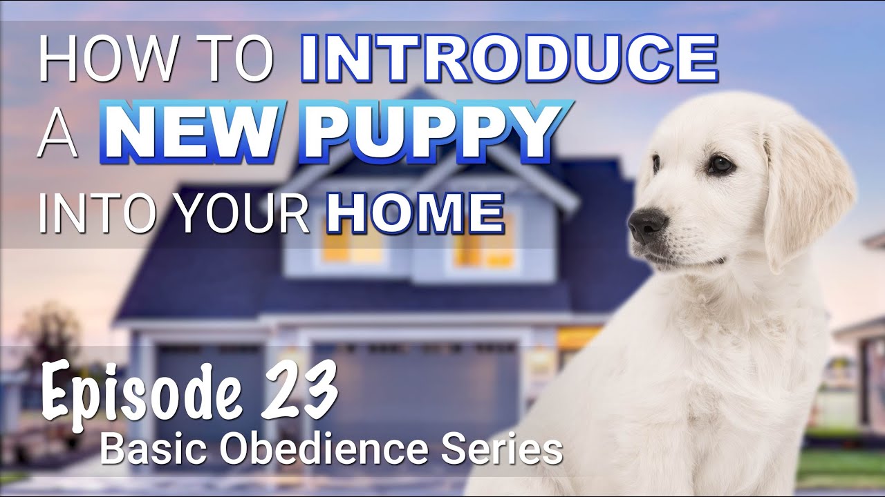The Right Way to Introduce a Puppy to Your Home Using Positive ...