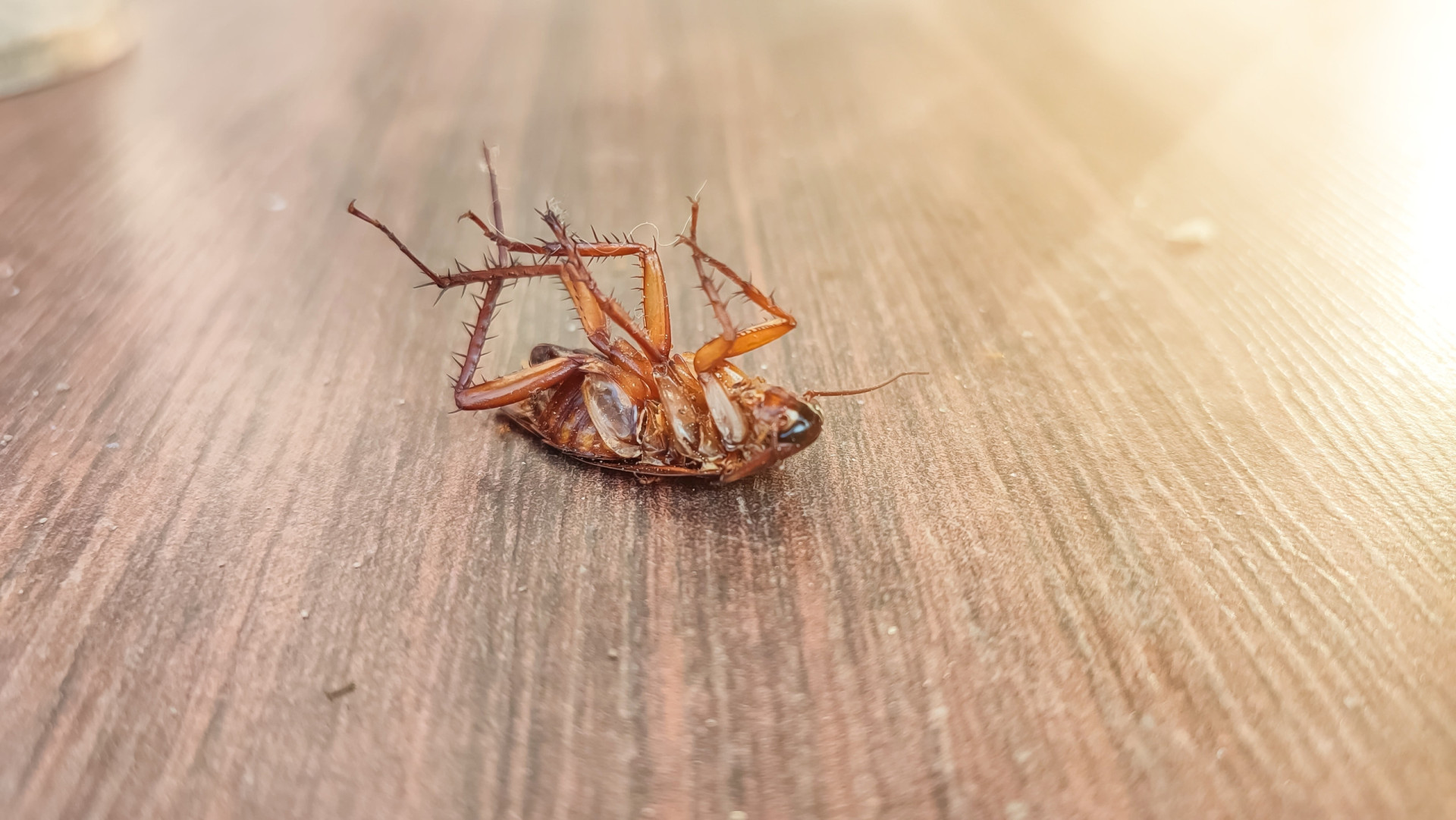 The most roach-infested US cities