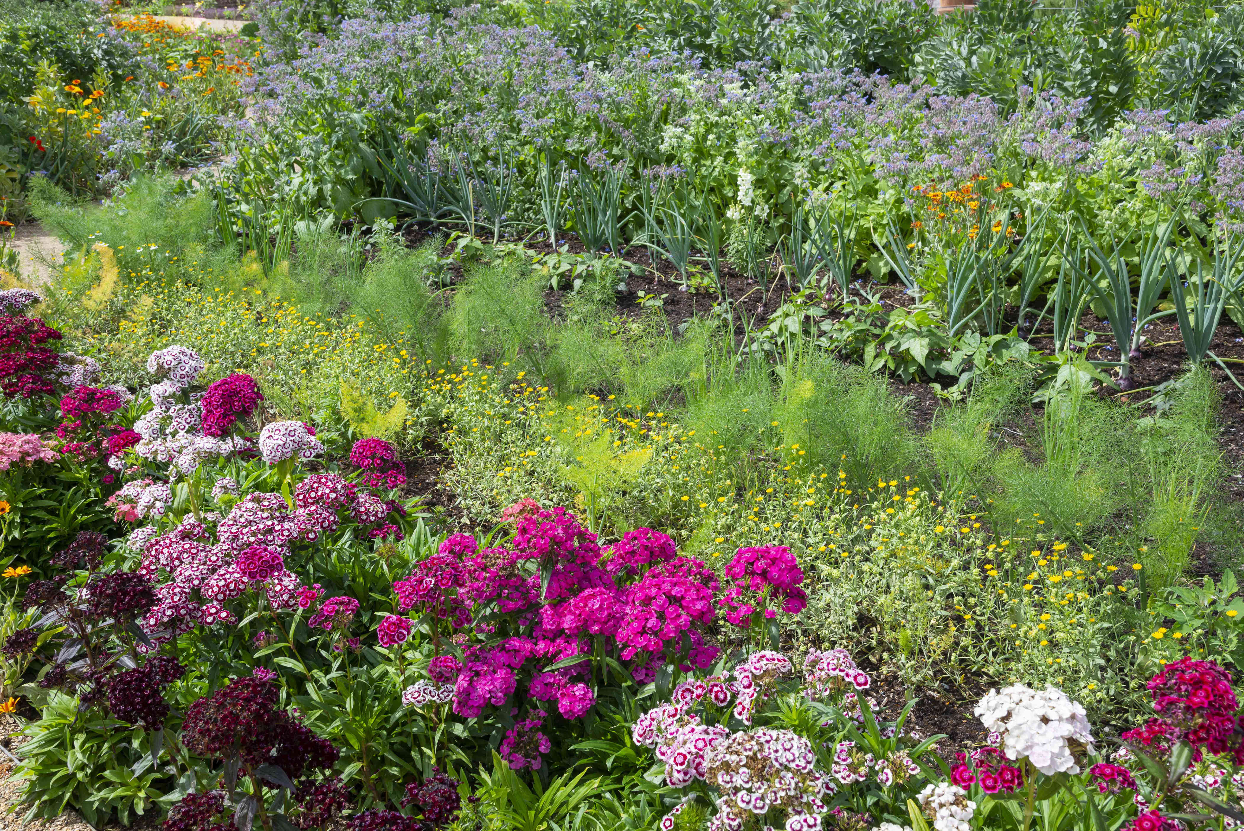 The Best Time Of Day To Cut Flowers, According To Experts