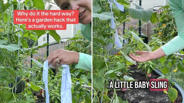 Gardener reveals clever hack using simple household materials: 'Great idea'