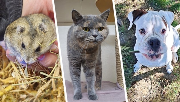 „Wer will mich?“: Diese Tiere haben kein Zuhause