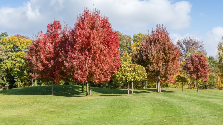 10 Fast-Growing Trees You Can Grow From Seeds (& Which Are Best For ...