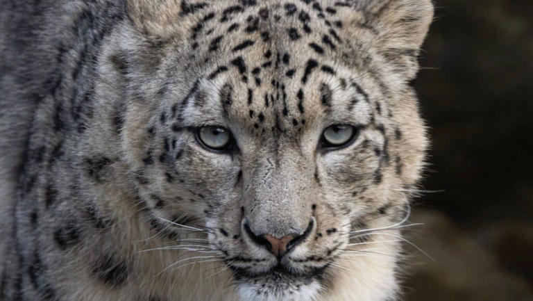 Ghosts of the Mountains: 4,000 snow leopards left in the wild