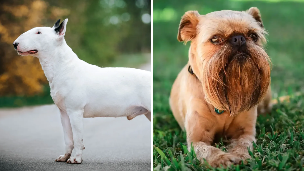 30 Dogs that prove beauty really is in the eye of the beholder