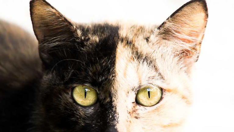 What's the Deal With Split-Face Chimera Cats?