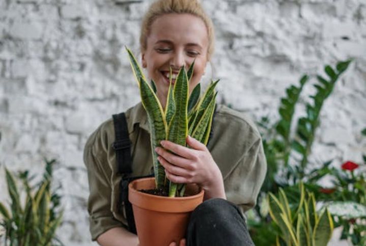 The Psychology Of Houseplants And What They Say About Your Personality