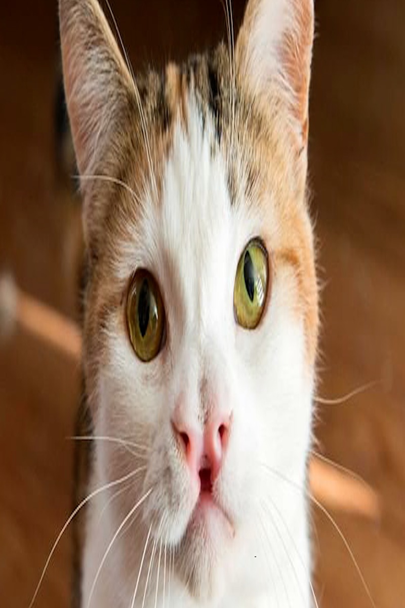 Michele Hoffman’s Milo’s Sanctuary gives special needs cats a second chance