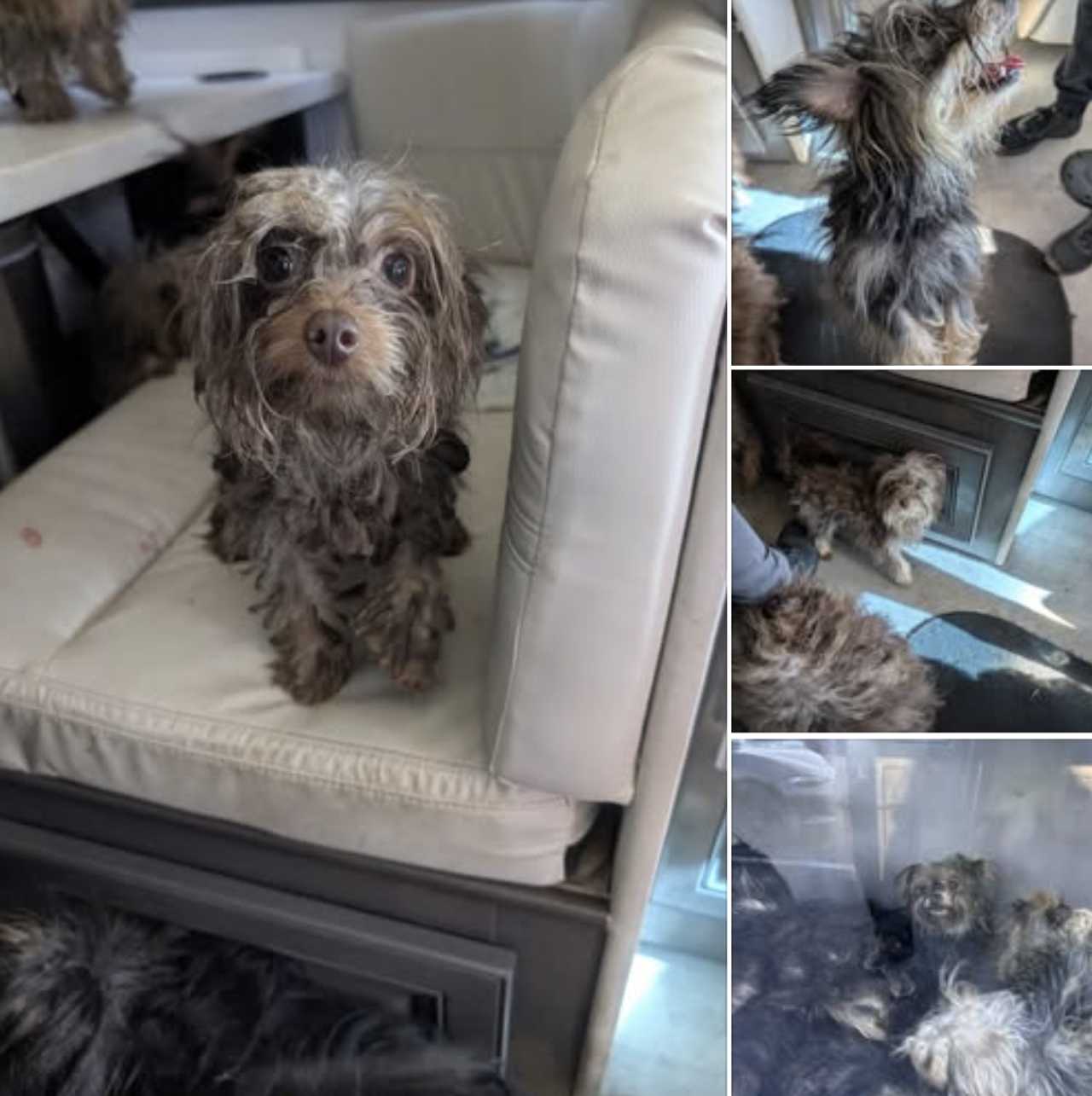 44 Neglected Dogs Rescued From RV In Eastern PA: ARL