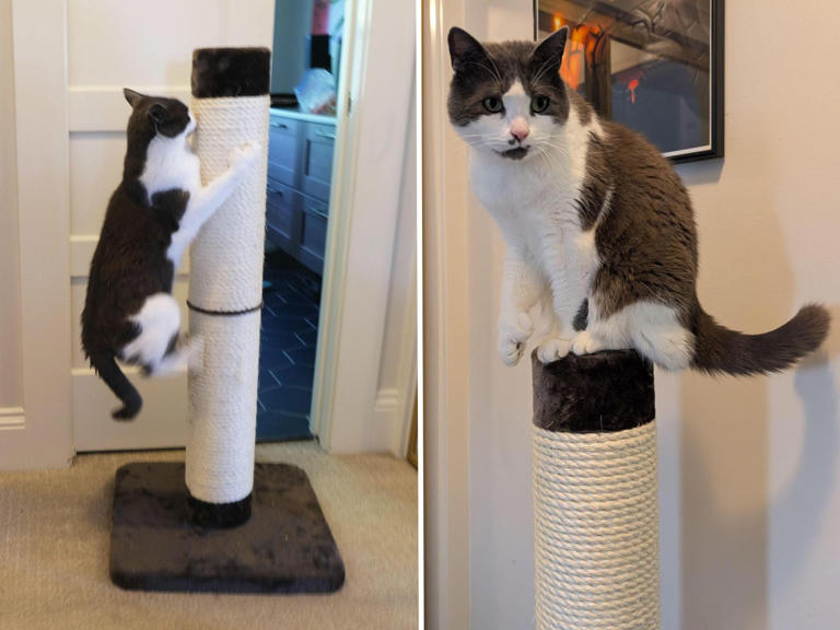 The 8 best products to stop cats from scratching furniture in 2025
