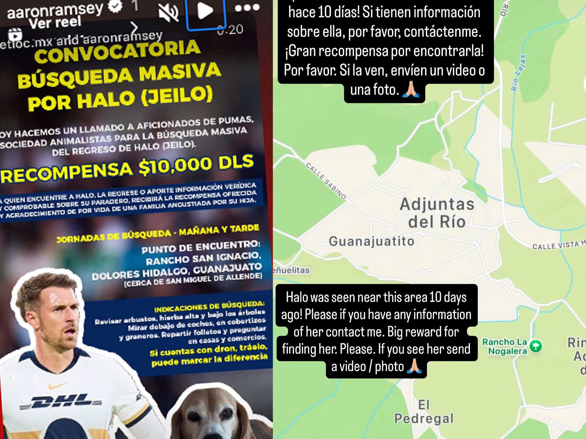 Convoca jugador de Pumas a búsqueda masiva de ‘Jeilo’, su perrita ...