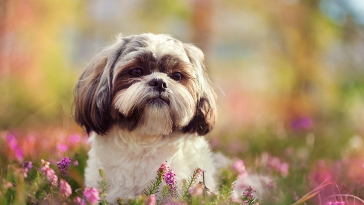 The 9 most beloved small dog breeds in the US, according to the ...