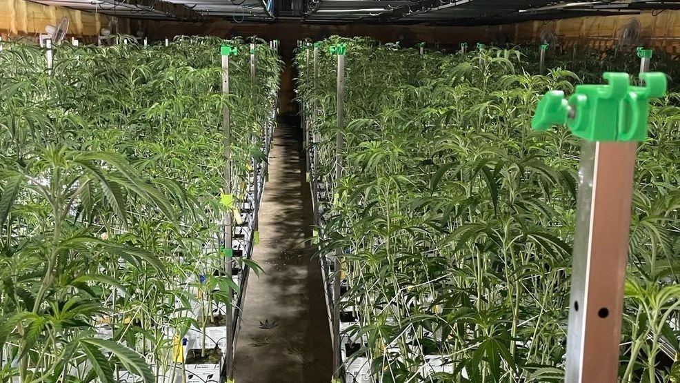 OBN seizes over 8,700 marijuana plants from Woodward County grow operation