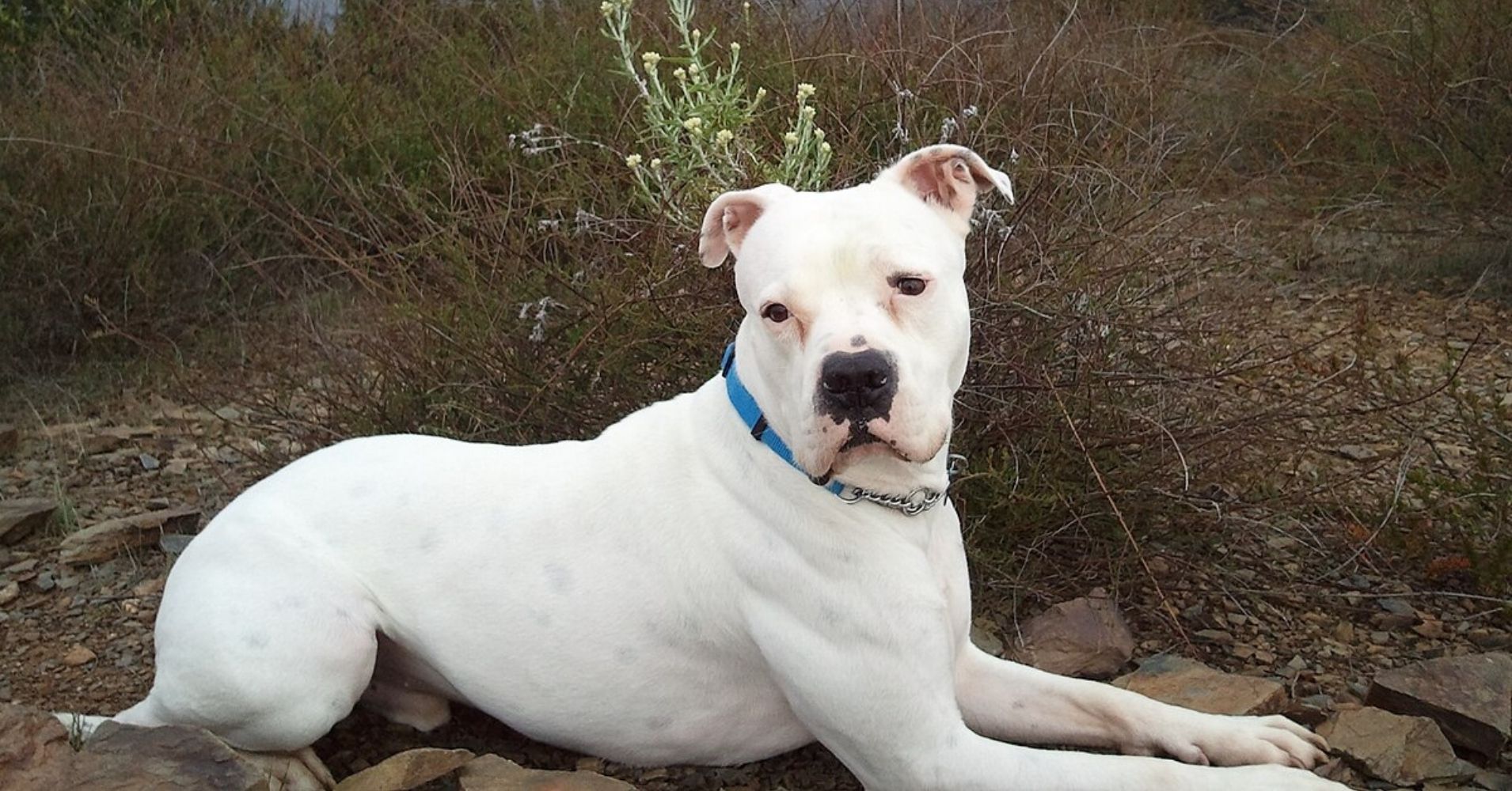 19 Important Things to Know Before Bringing Home an American Bulldog