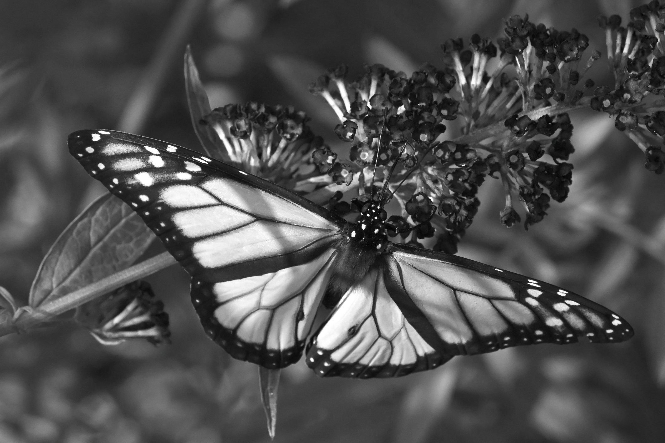 Rare White Monarch Butterfly Spotted in Missouri