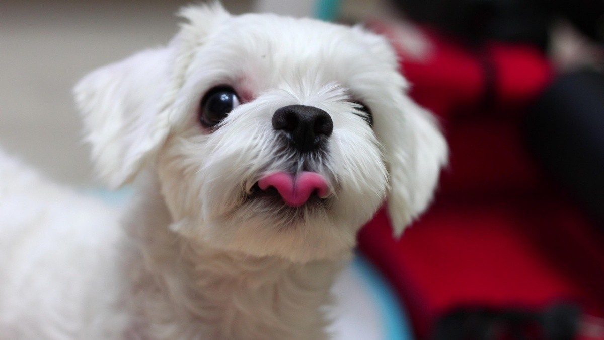 Dogs that help reduce anxiety: meet the best breeds