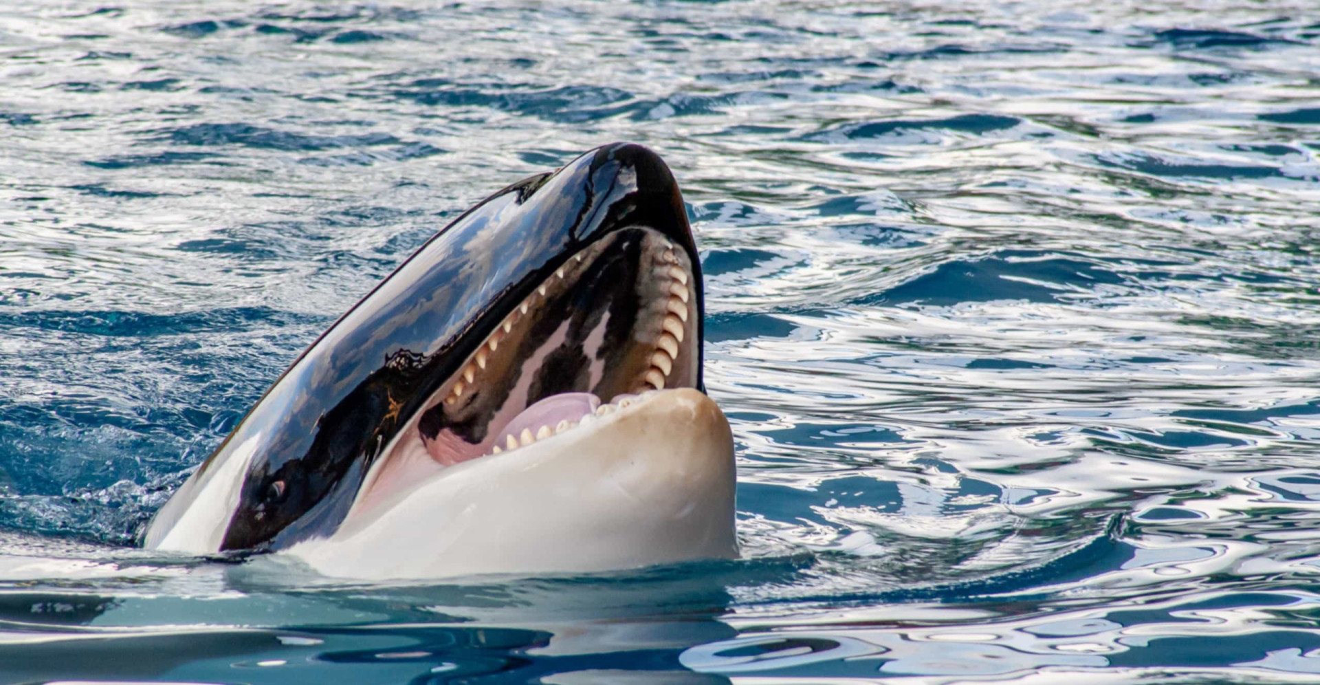 A deep dive into the killer whale matriarchy