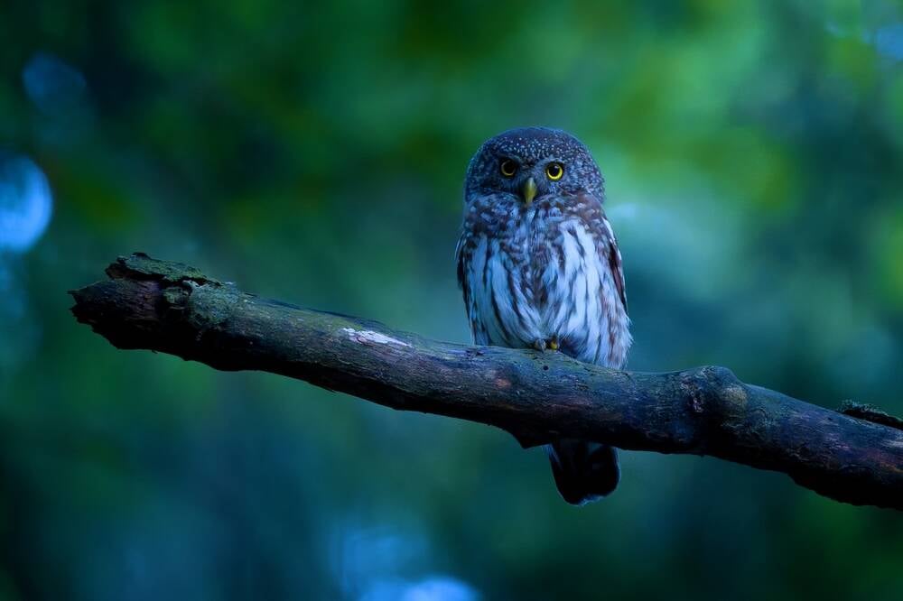 Meta convinces Blue Owl to cut $30B check for its Hyperion AI super cluster