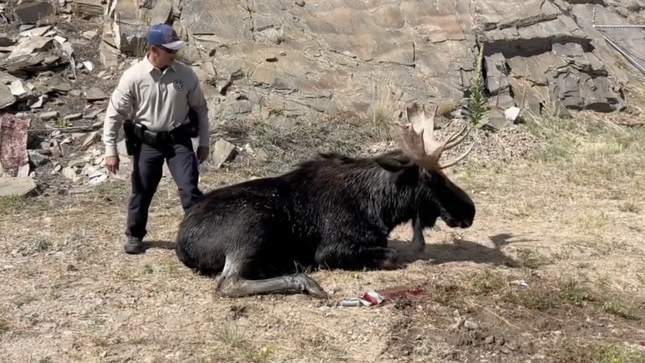 Watch: Moose undergoes elaborate rescue after falling into water canal