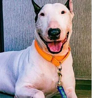 Retiran cargos contra hombre de Florida que abandonó a su perro antes ...