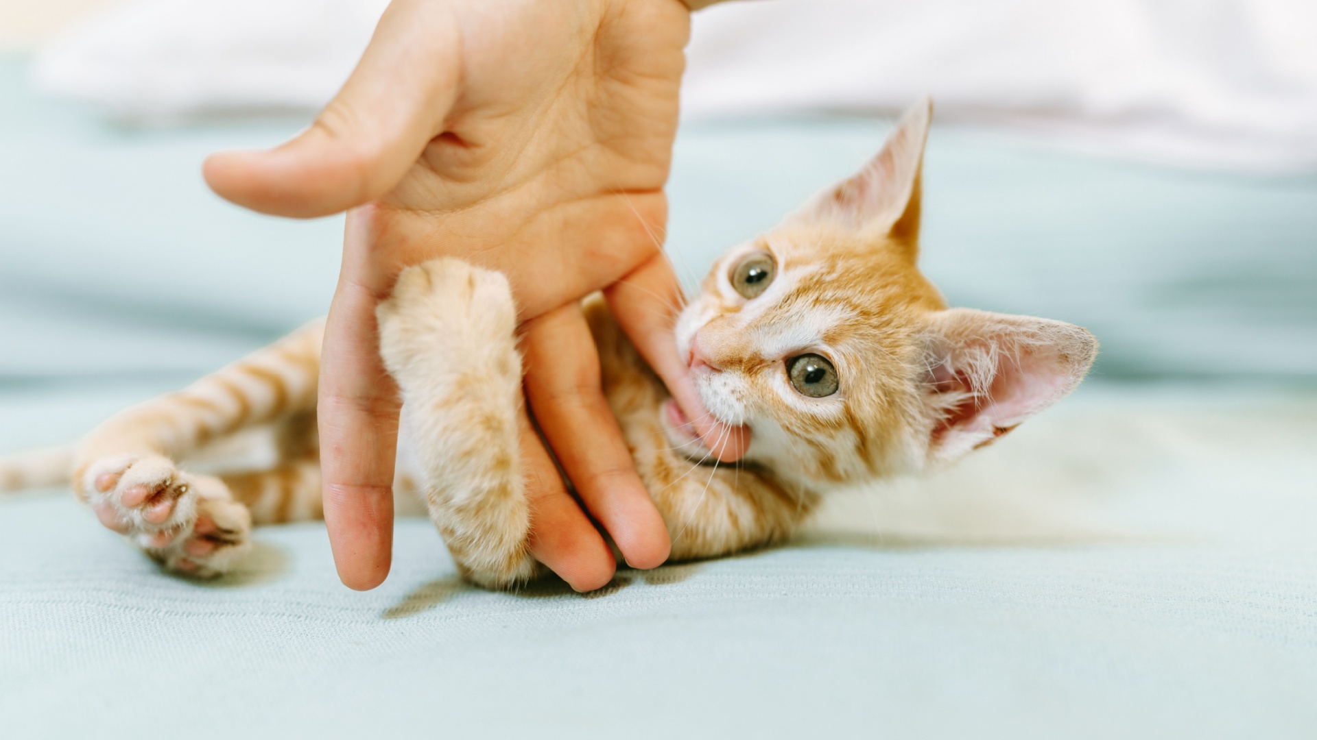 10 Sweet Signals Your Cat Loves You Back