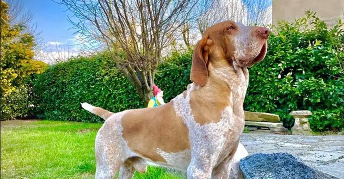 13 Newly Recognized Dog Breeds – and 6 That Haven't Yet Been Officially ...