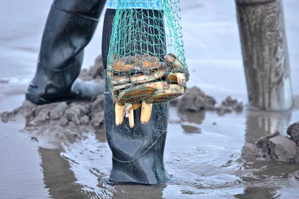 Coastal razor clam digs approved beginning Oct. 20