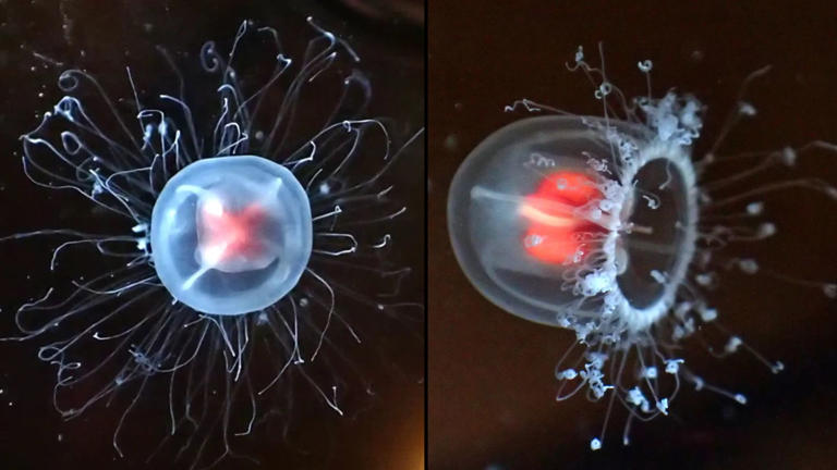 10 bizarre animal superpowers that sound impossible until you see the proof