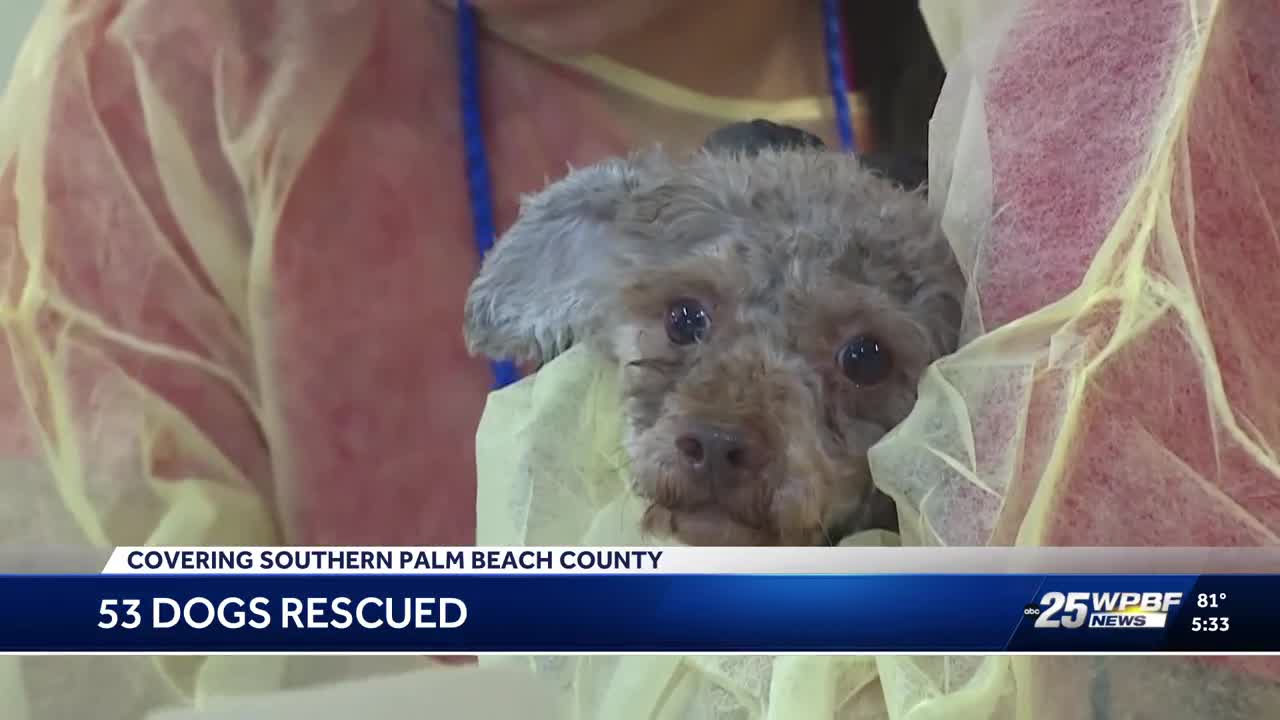 53 dogs rescued from Tennessee now in Boca Raton