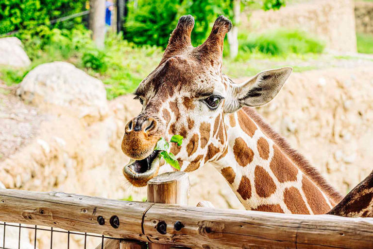 Nebraska Zoo Fights Invasive Species By Feeding Them to Their Animals ...
