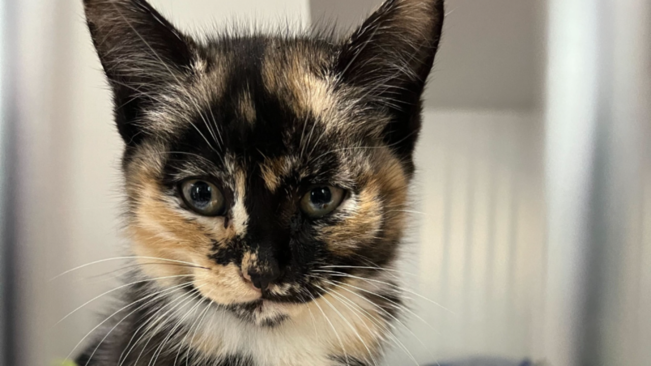 Hillsborough County's Pet Resource Center at over 600% capacity for ...