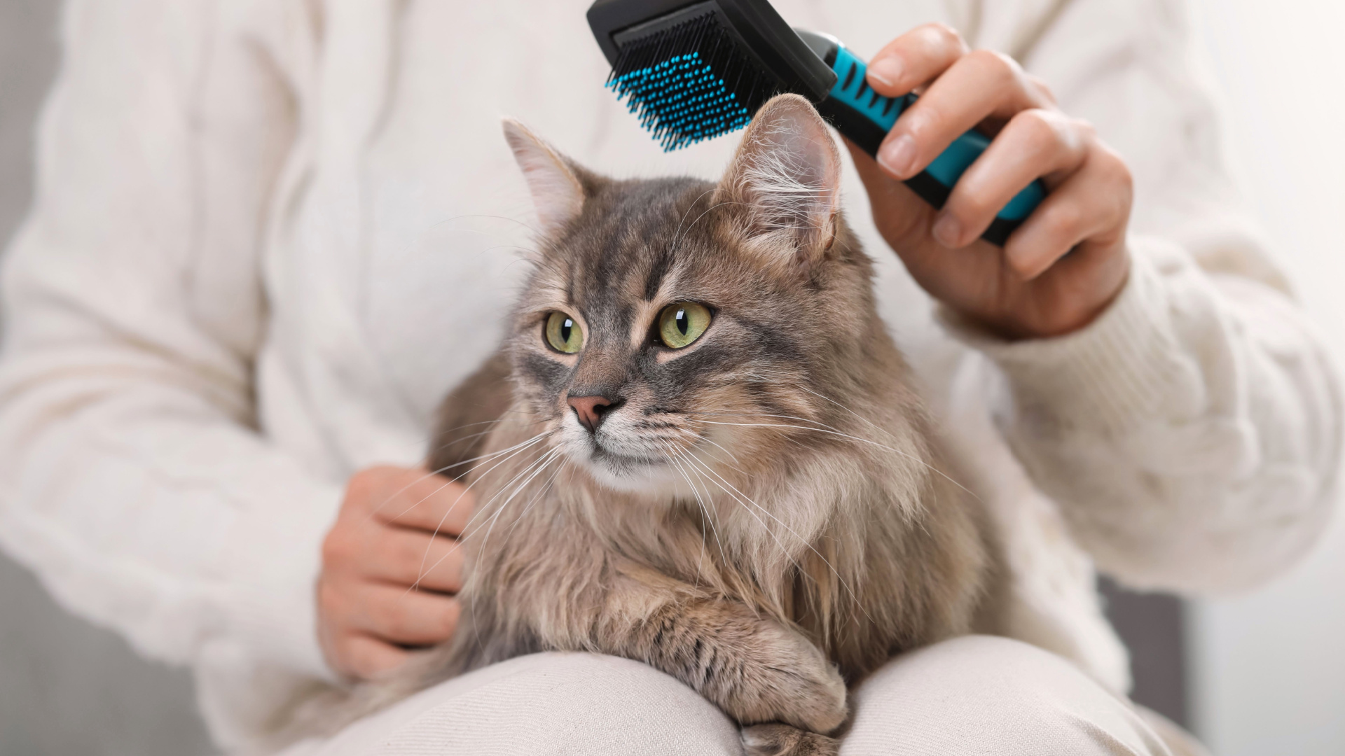 9 Simple Things Cats Adore That Owners Often Overlook Each Day