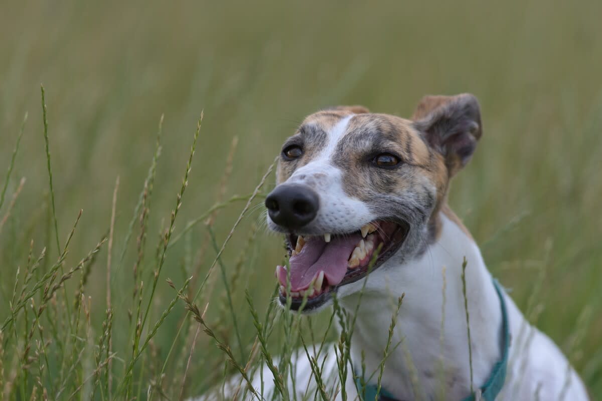 Greyhound’s Morning Zoomies in an Open Field Are the Ultimate Joy