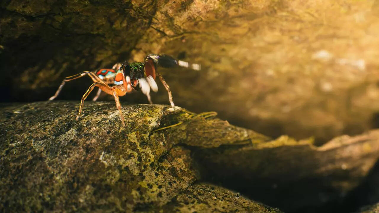 6 colourful animals that look straight out of a rainbow