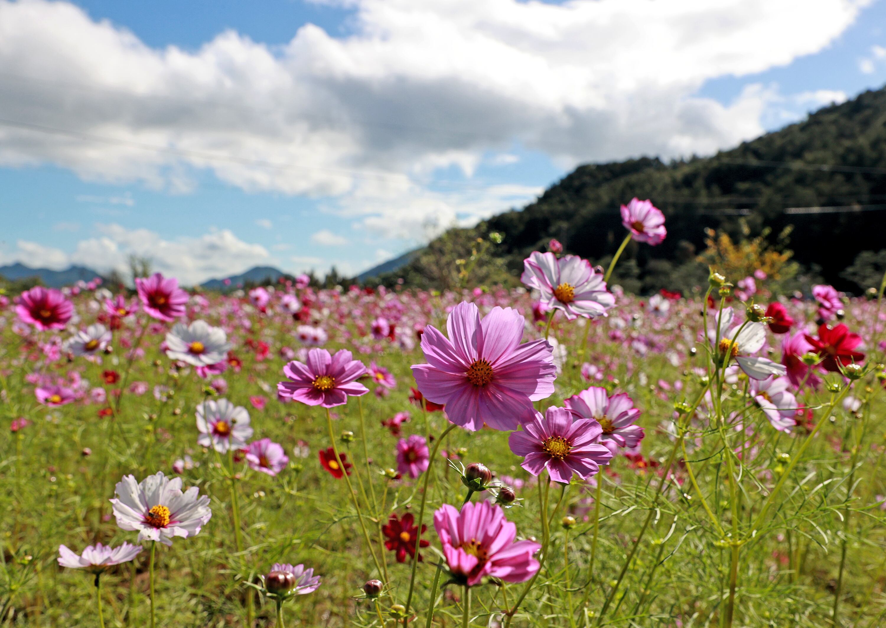 South Korea's Rainy Autumn Defies 'Clear Skies and Fat Horses'