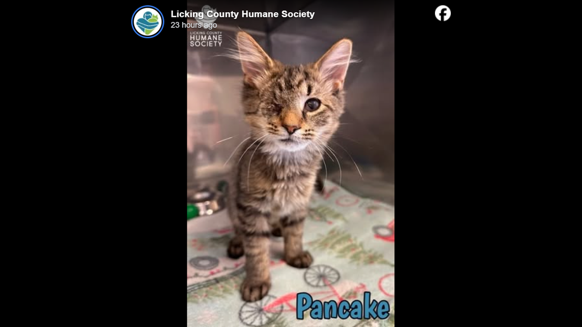 ‘One-eyed wonder' kitten in Ohio shelter is ready for his cuddly home era