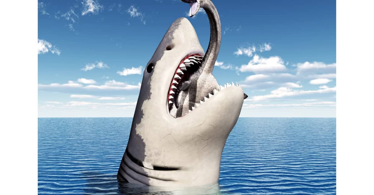 Bigger Than Jaws: A Closer Look at the Megalodon
