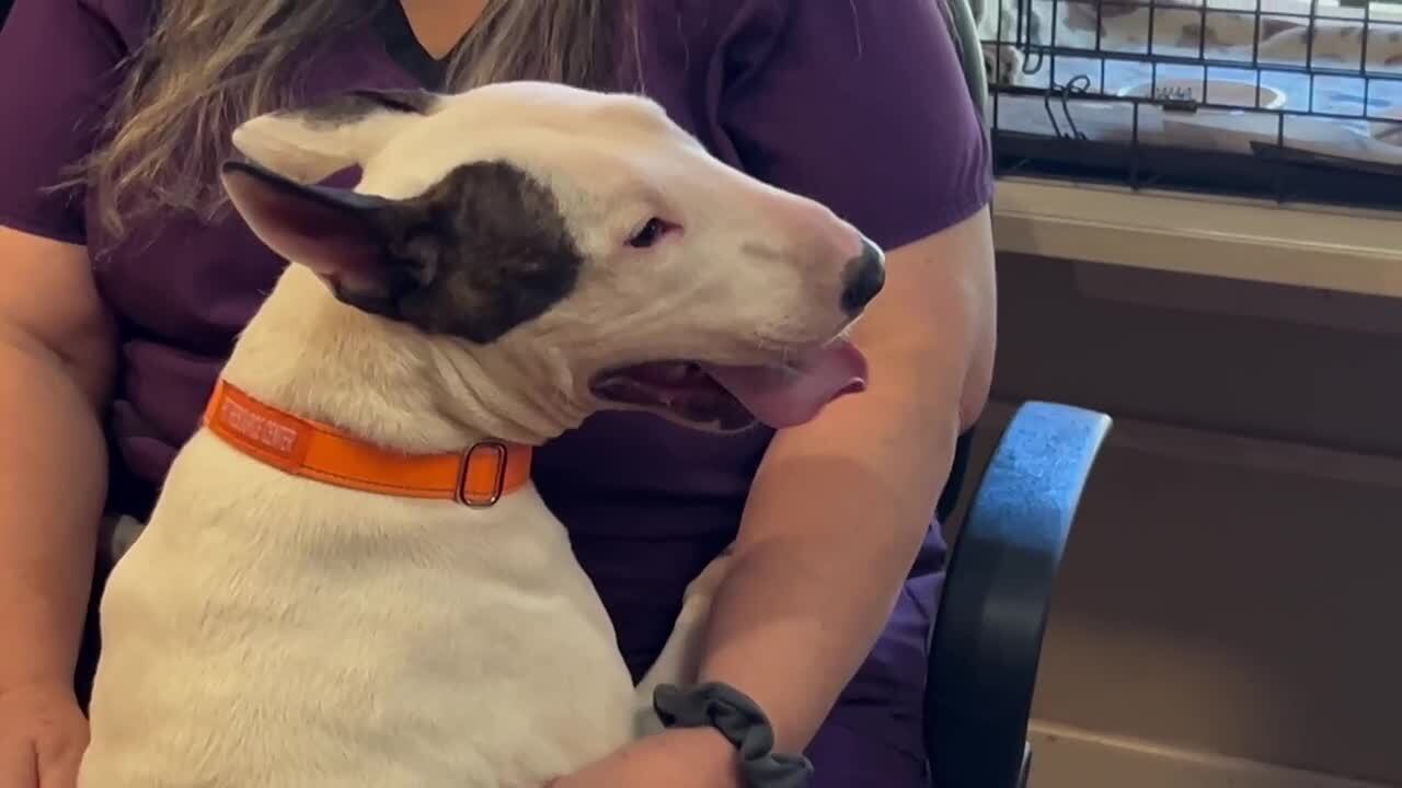 Animal cruelty charges dropped against former owner of Trooper, dog ...