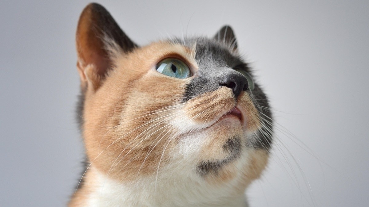 Why your cat meows so much and what it might be trying to tell you