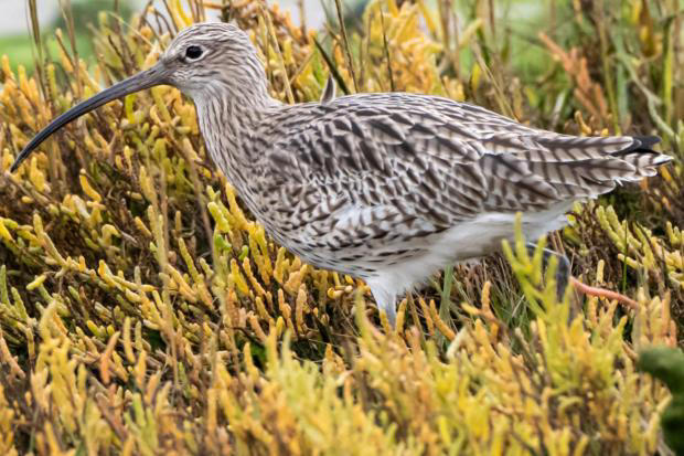Bird on UK's red list of 'most endangered' spotted by Essex photographer